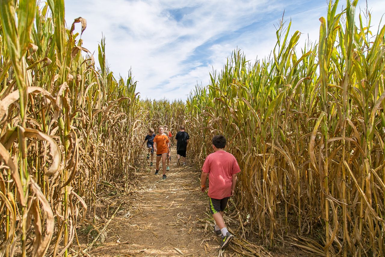 Frequently Asked Questions | Lyon Family Farms