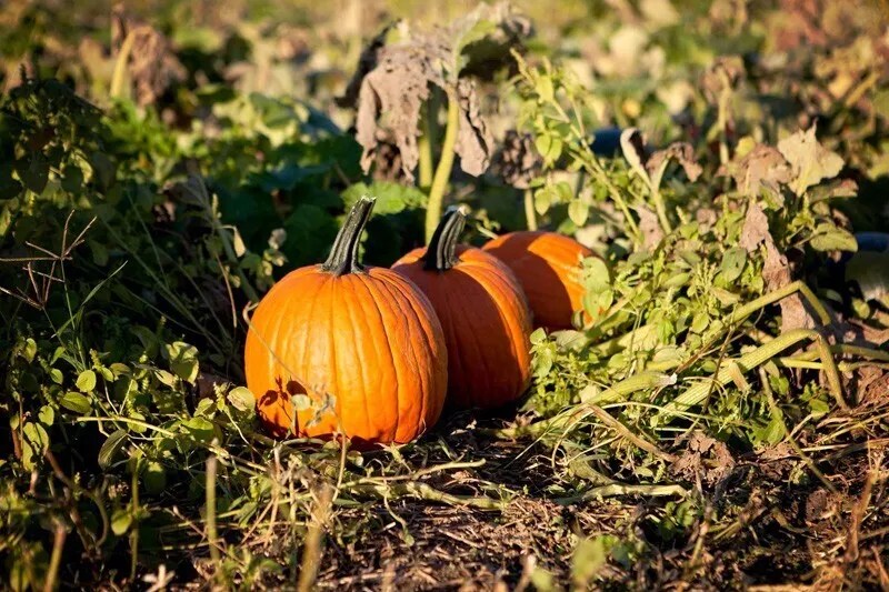 Peak Season Farm Entry in Tennessee | Lyon Family Farms